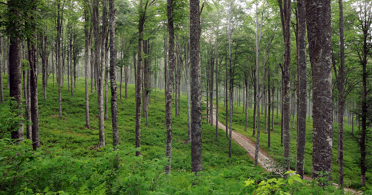 Come funzionano le foreste sostenibili